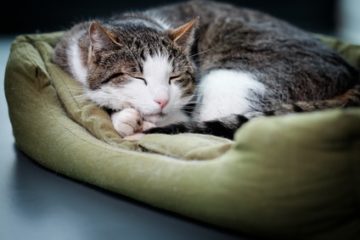 Katzensofas Katzenbetten: Gemütliche Schlafplätze für Katzen
